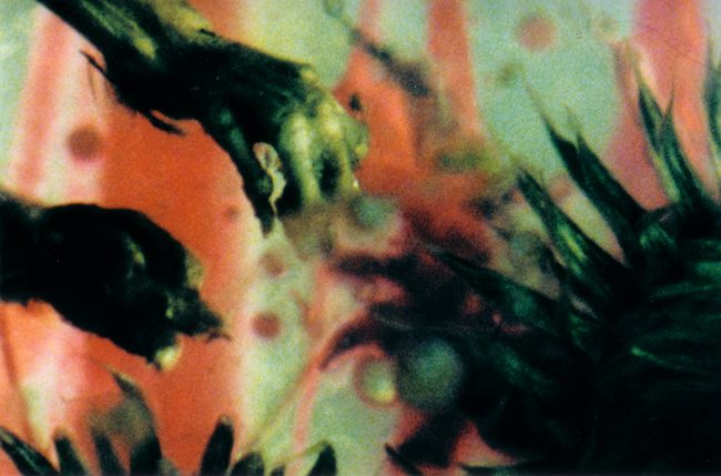Canyon Cinema : 11/16/18 // A Darkness Swallowed + Firefly