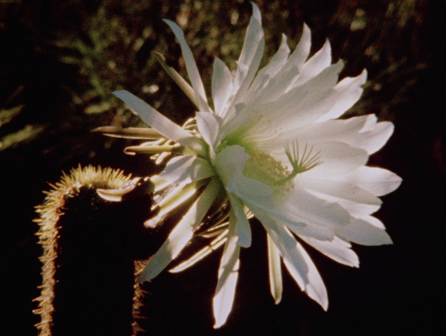 Canyon Cinema : Now Available: Five Works by Lawrence Jordan