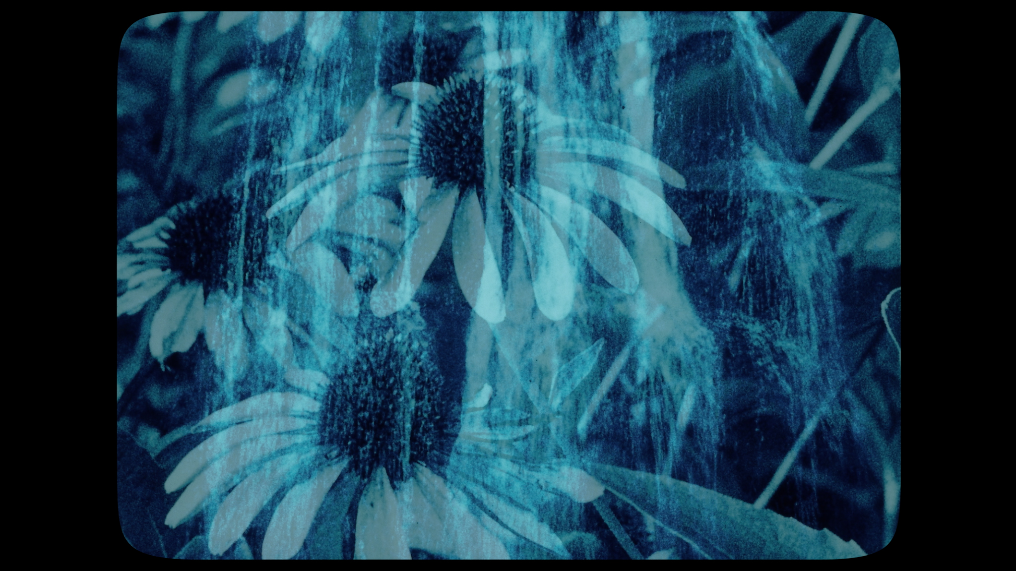 Canyon Cinema : Celebrating the work of Josephine Massarella