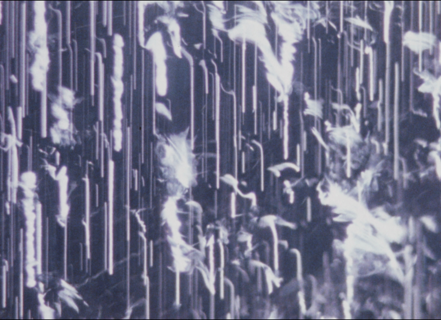 Canyon Cinema : New Acquisition: Three Exhibition Files from Al Wong